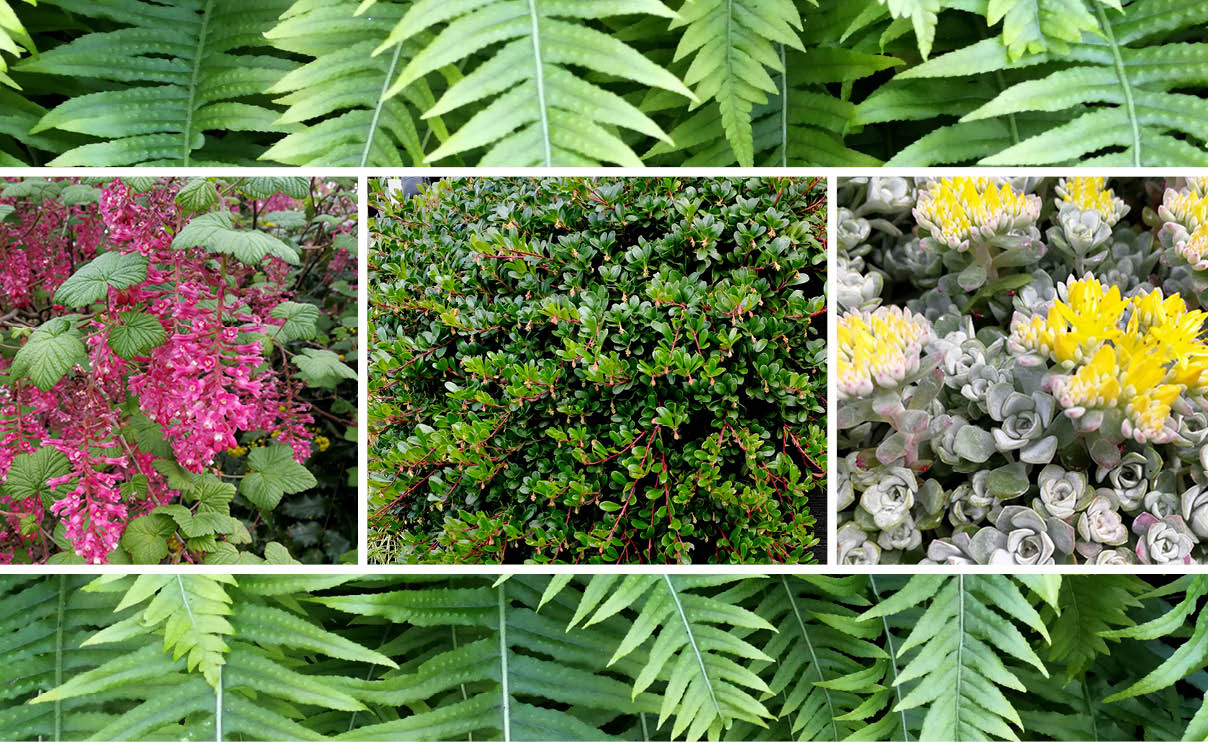 WEST COAST GARDENER - West Coast Native Plants Every Gardener Should ...