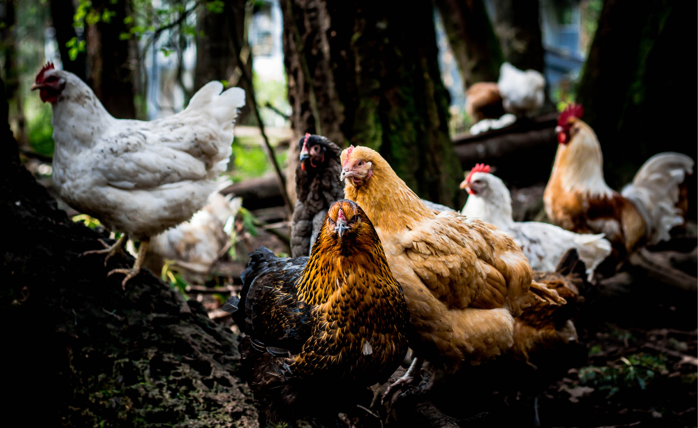 Feathered Friends: A Beginner’s Guide to Backyard Chickens - Seaside ...