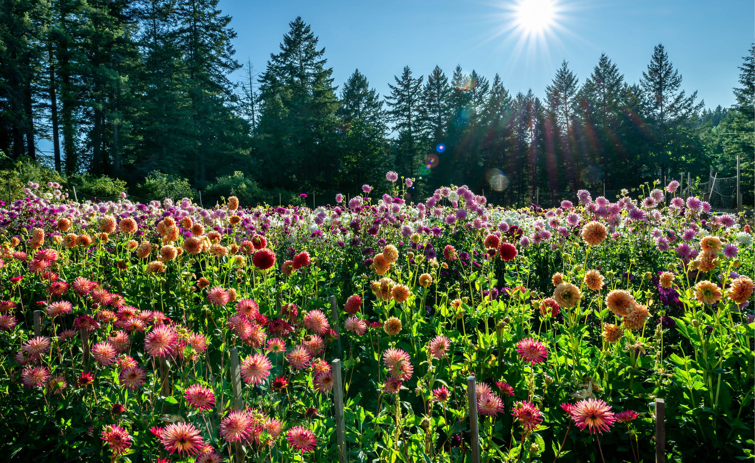 Living Off the Land - Bringing Beauty Into Blossom: Graham Creek Dahlia ...