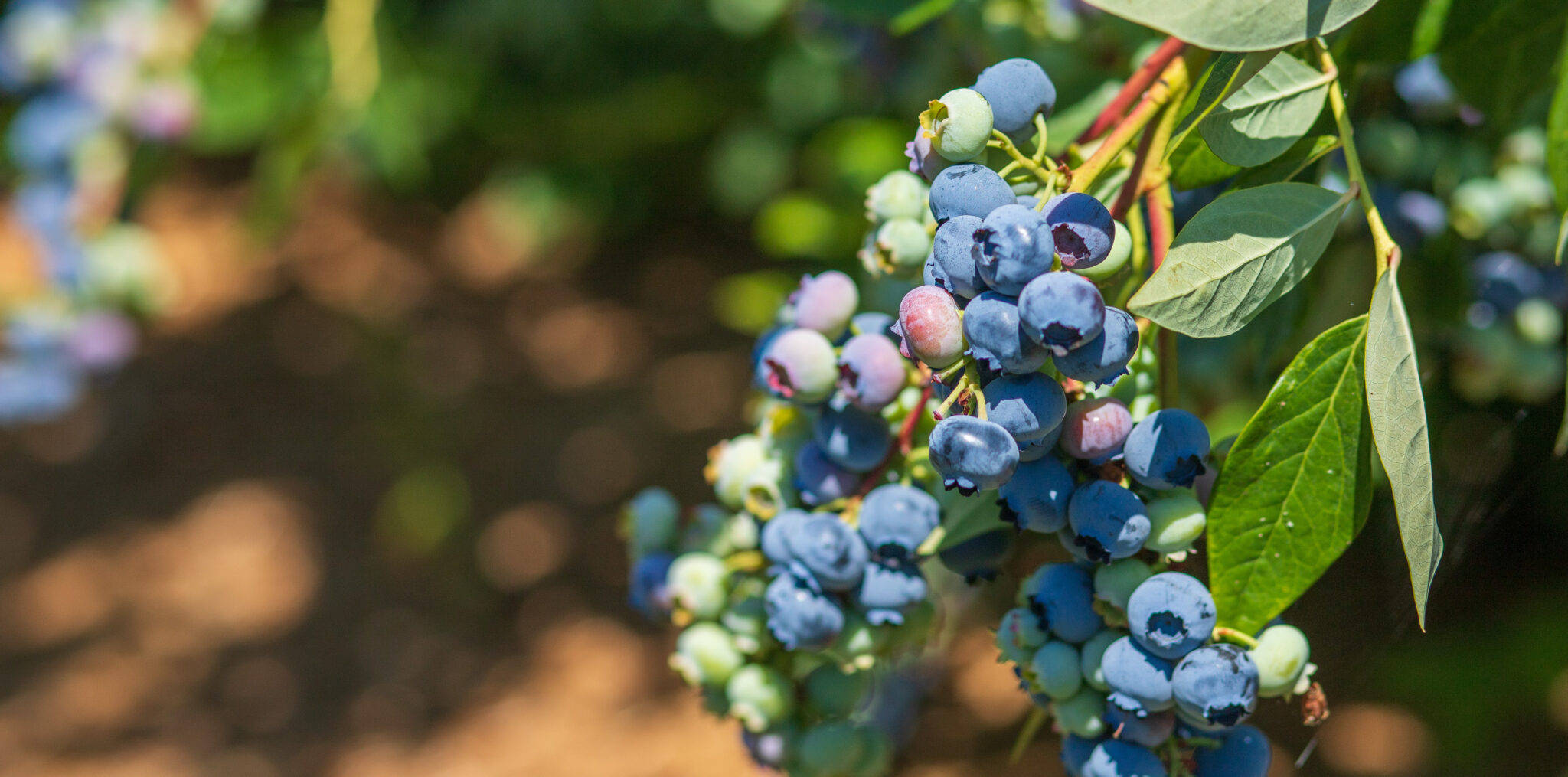 Living Off the Land - Stewart’s Berry Patch: Tiny Morsels with a Ton of ...
