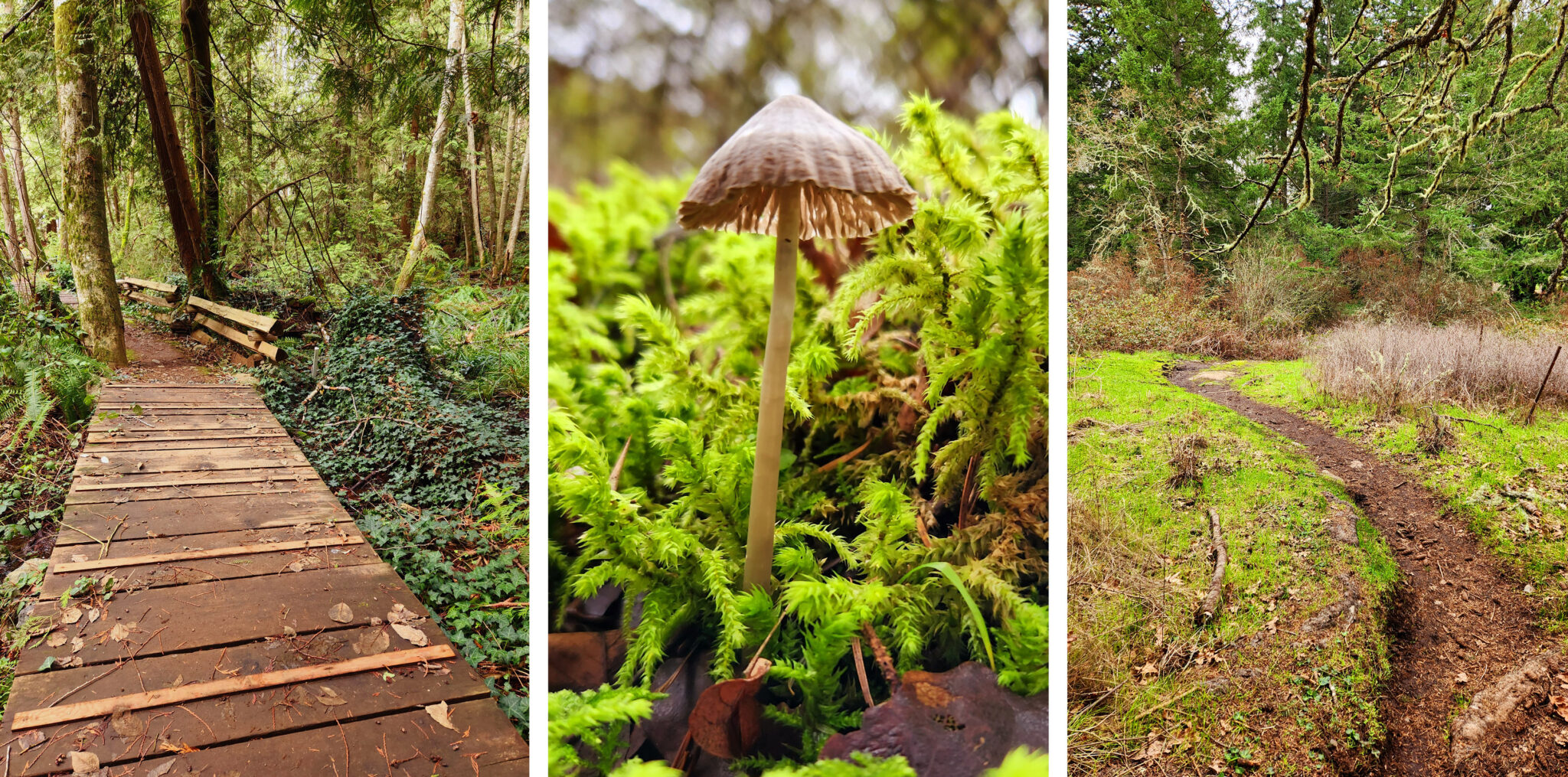 Out for a … Wild Ramble - Browns' Wood Trail - Seaside Magazine