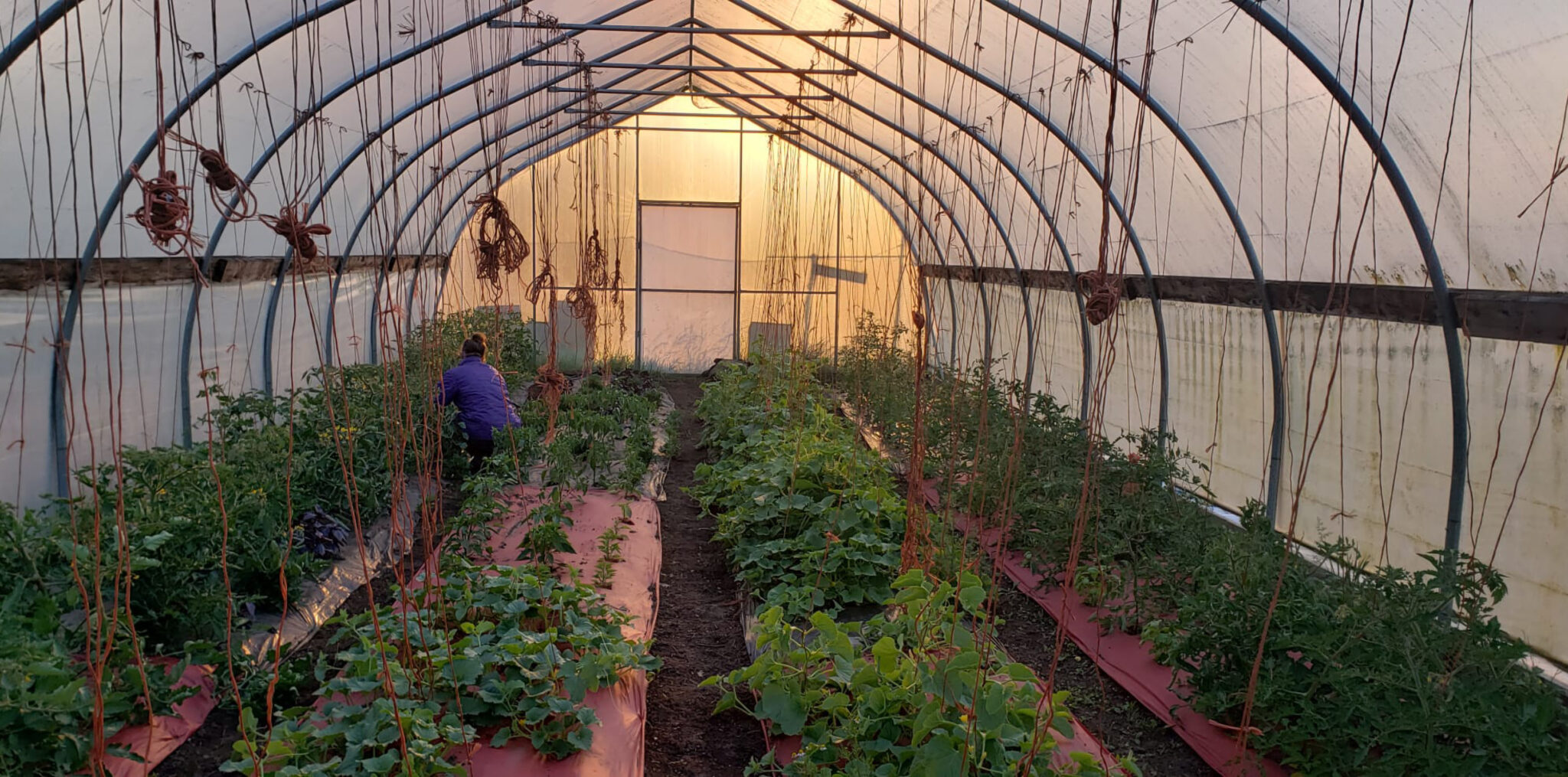 Living Off the Land - Bird & Bean Farm: The Wonder of a Woof - Seaside ...