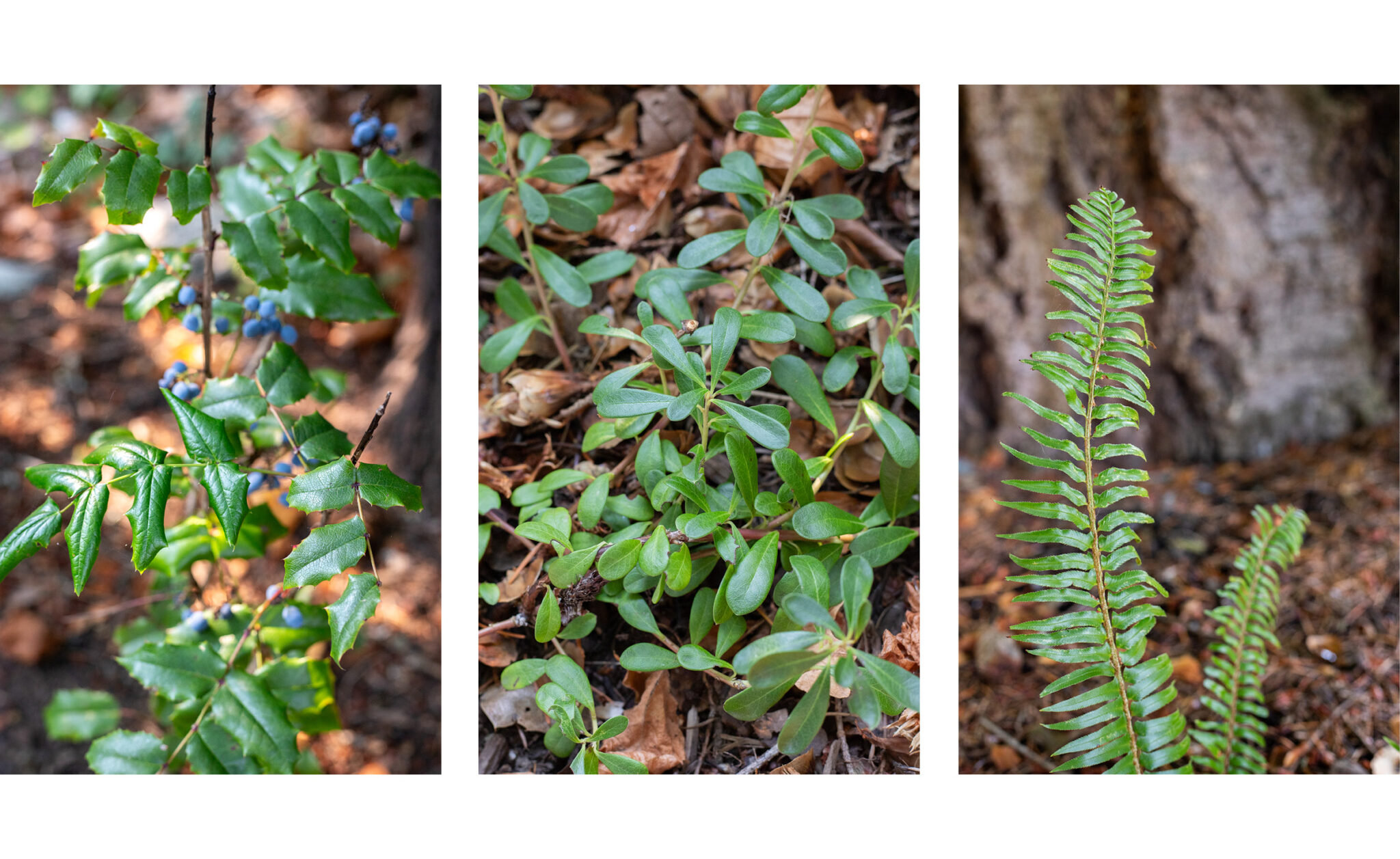 West Coast Gardener - Incorporating Native Plants in Your Garden ...