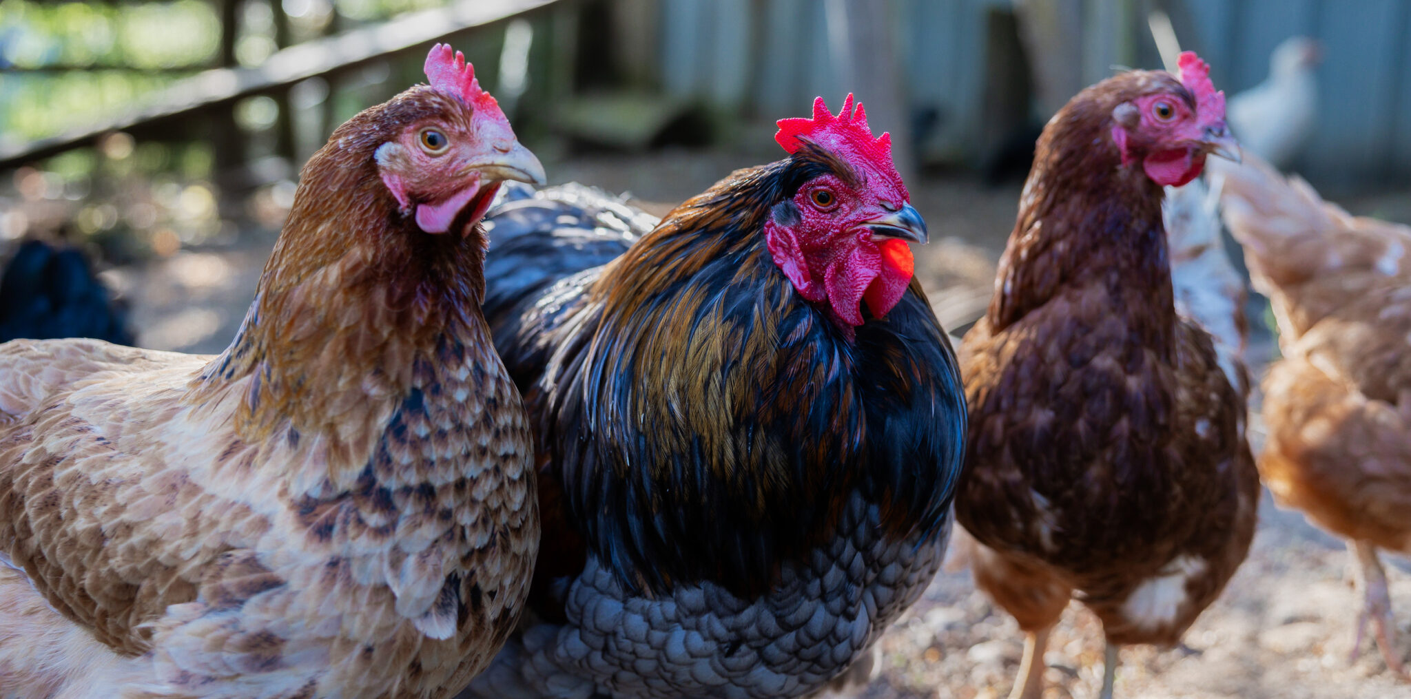 Off the Land - Double Dutch Farm: Harvest & Heritage - Seaside Magazine