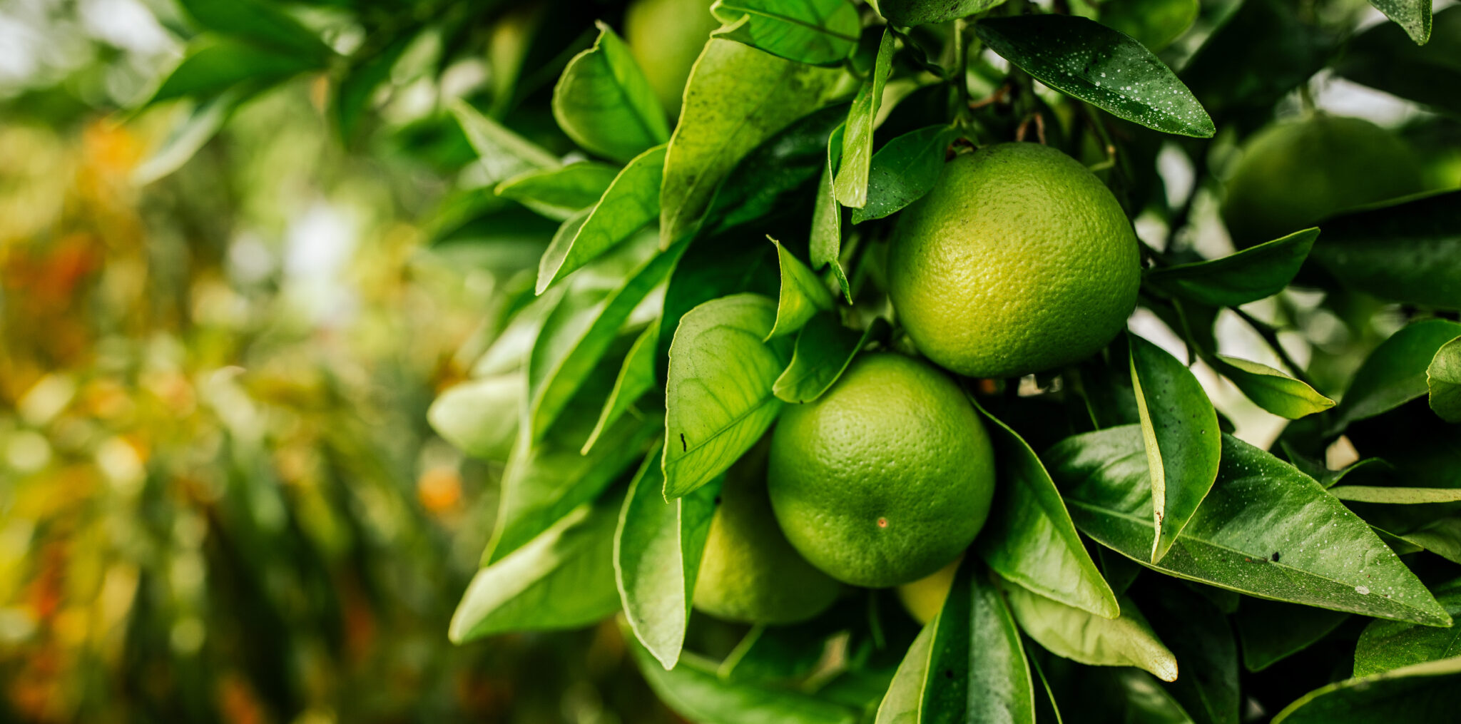 Off the Land - House of Orange Farm: The Colour of Crops & Culture ...