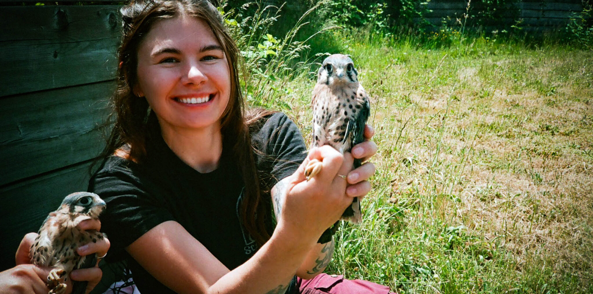 American Kestrel: The Peninsula’s Tiny Falcon - Seaside Magazine