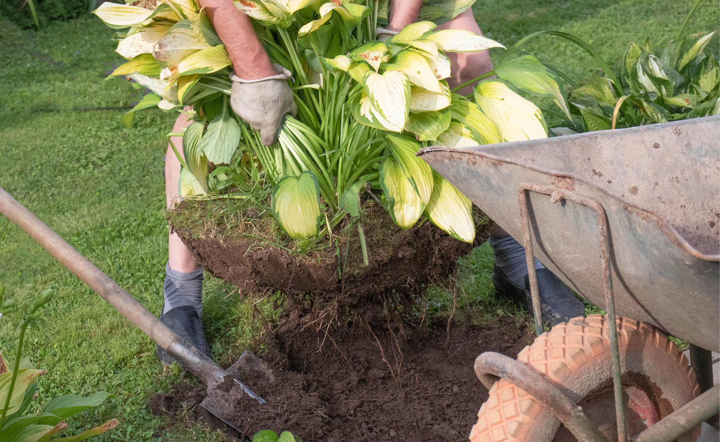 West Coast Garden - Planting in the Quiet Months: Perfect for Moving ...